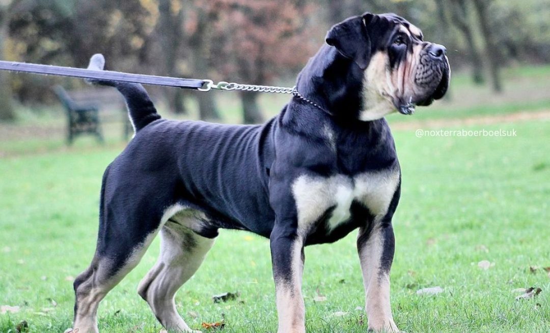 Check Out 9 Boerboel Colors And Find Your Favorite One