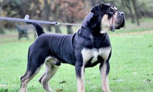 Check Out 9 Boerboel Colors And Find Your Favorite One