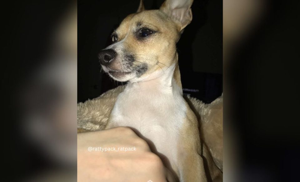 21 Rat Terrier Colors For All Small Dog Fans (With Pictures)