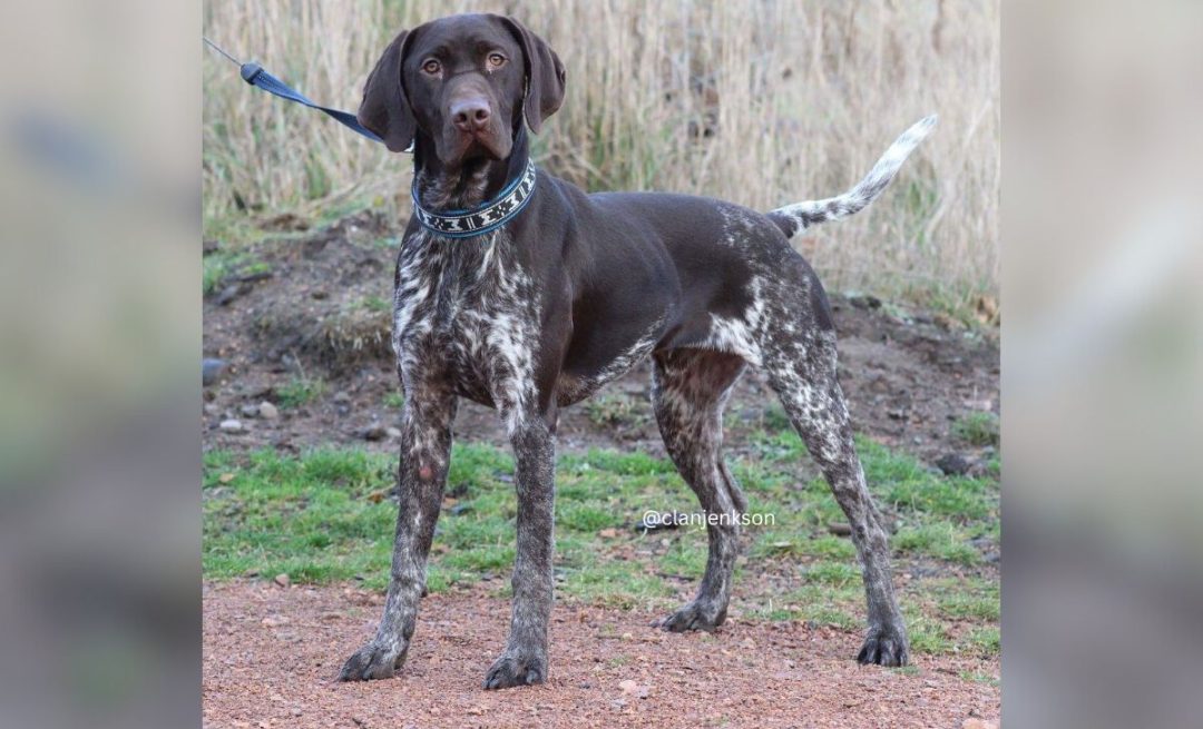 15 German Shorthaired Pointer Colors With Unique Markings