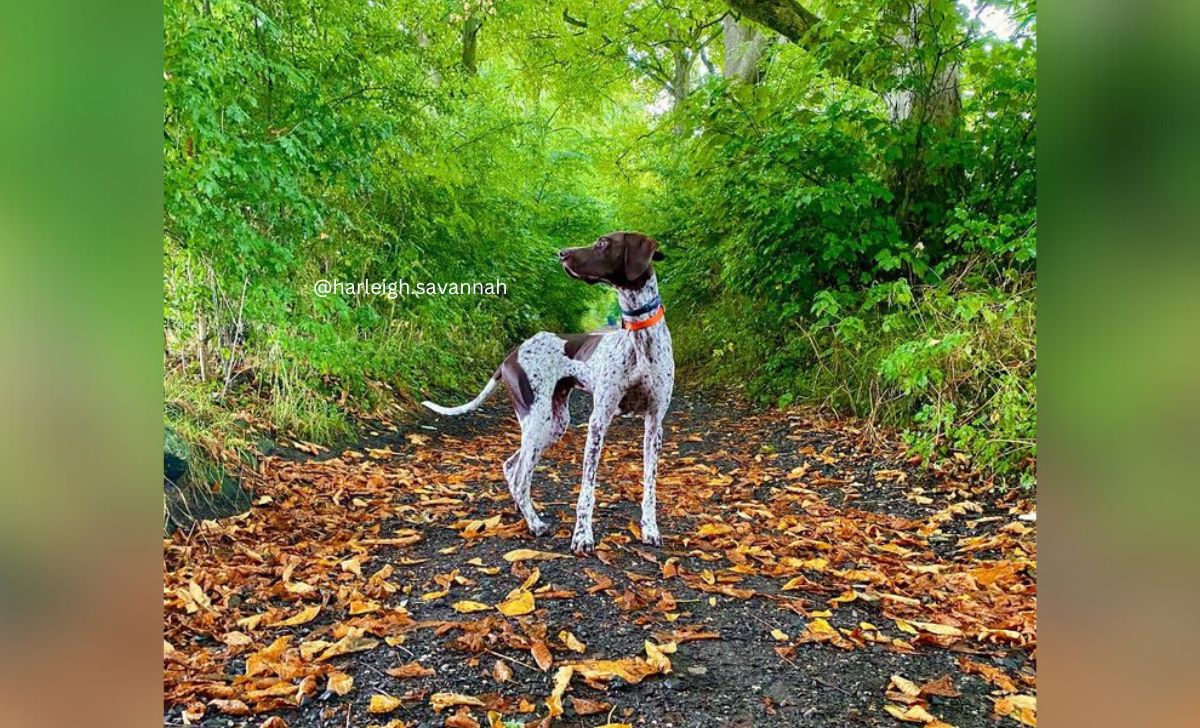 15 German Shorthaired Pointer Colors With Unique Markings