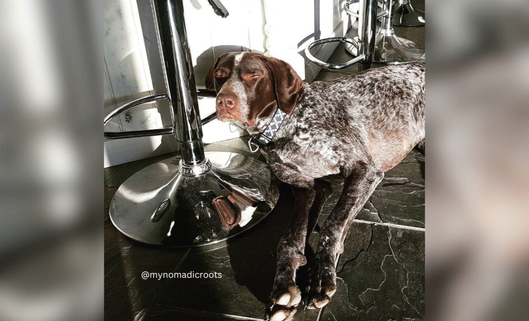 15 German Shorthaired Pointer Colors With Unique Markings