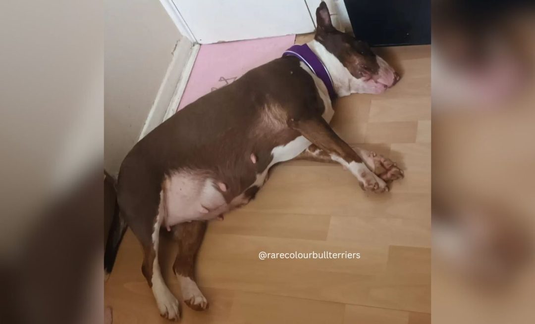 A Deep Dive Into 17 Bull Terrier Colors (With Pictures)