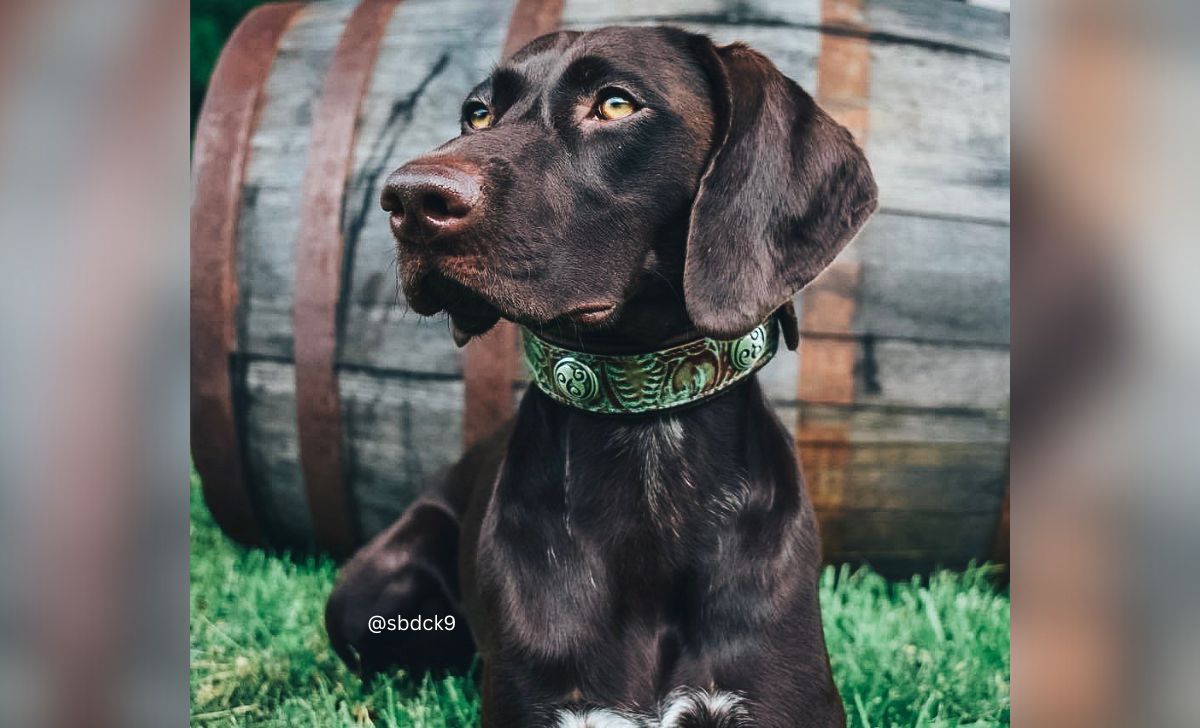 15 German Shorthaired Pointer Colors With Unique Markings