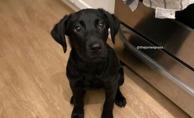 Miniature Labrador Retrievers And All The Facts About Them