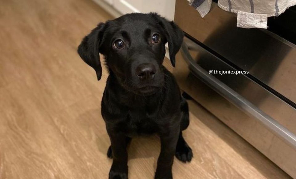 Miniature Labrador Retrievers And All The Facts About Them