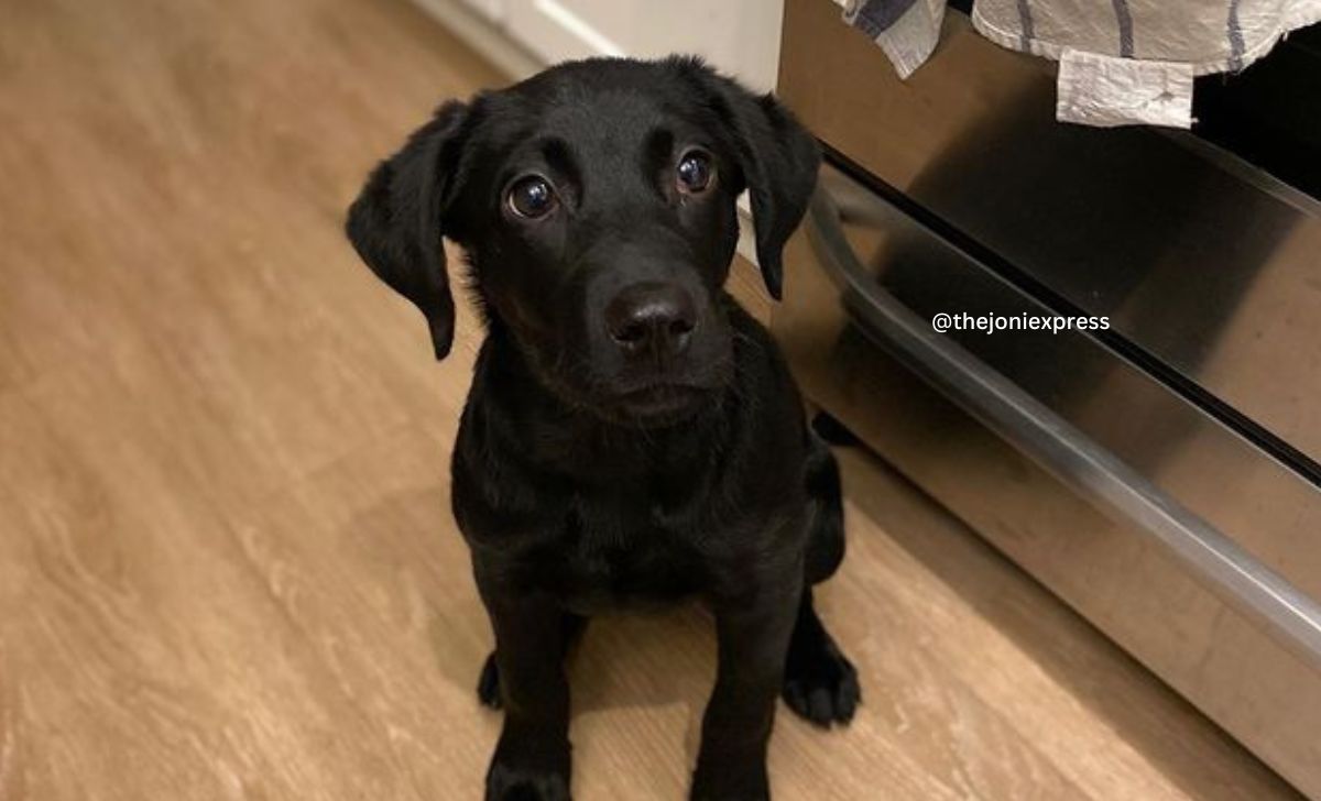 Miniature Labrador Retrievers And All The Facts About Them