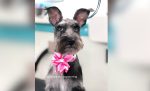 9+ Drop Dead Gorgeous Miniature Schnauzer Colors
