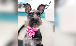 9+ Drop Dead Gorgeous Miniature Schnauzer Colors