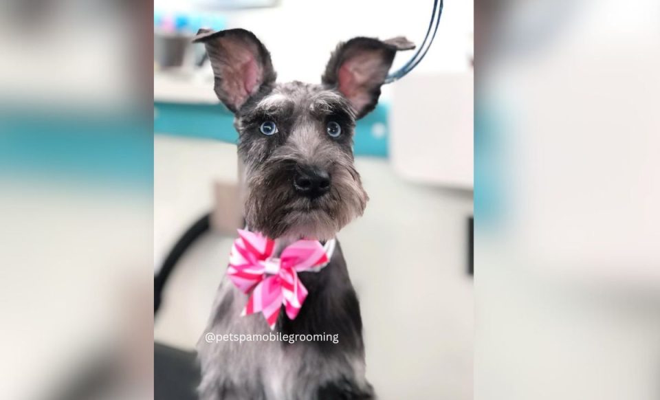 9+ Drop Dead Gorgeous Miniature Schnauzer Colors