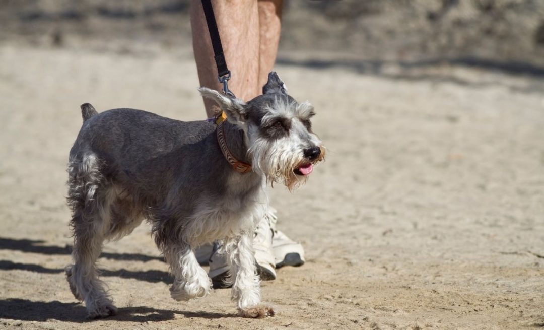 Miniature Schnauzer Growth Chart With All The Important Q&A