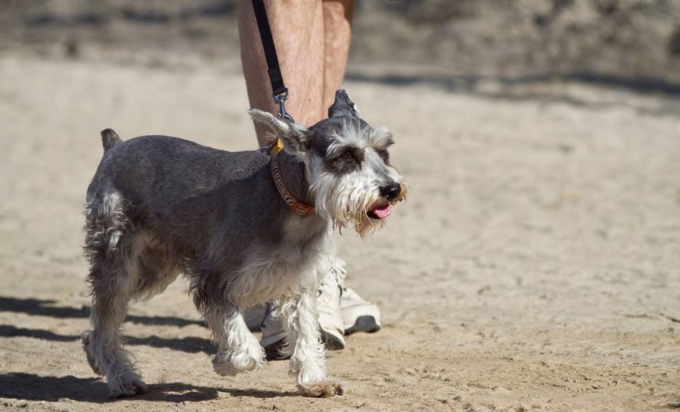Miniature Schnauzer Growth Chart With All The Important Q&A