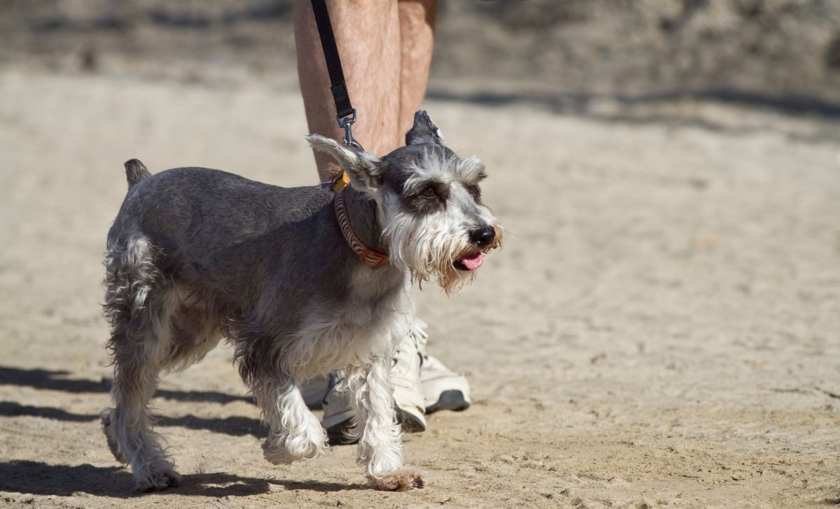 Miniature Schnauzer Growth Chart With All The Important Q&A
