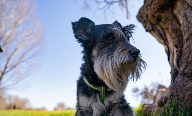 Miniature Schnauzer Growth Chart With All The Important Q&A
