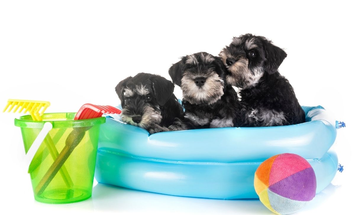 Miniature Schnauzer Growth Chart With All The Important Q&A