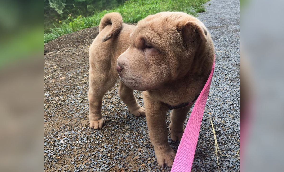 Debunking The Miniature Shar Pei Dog Breed Myth