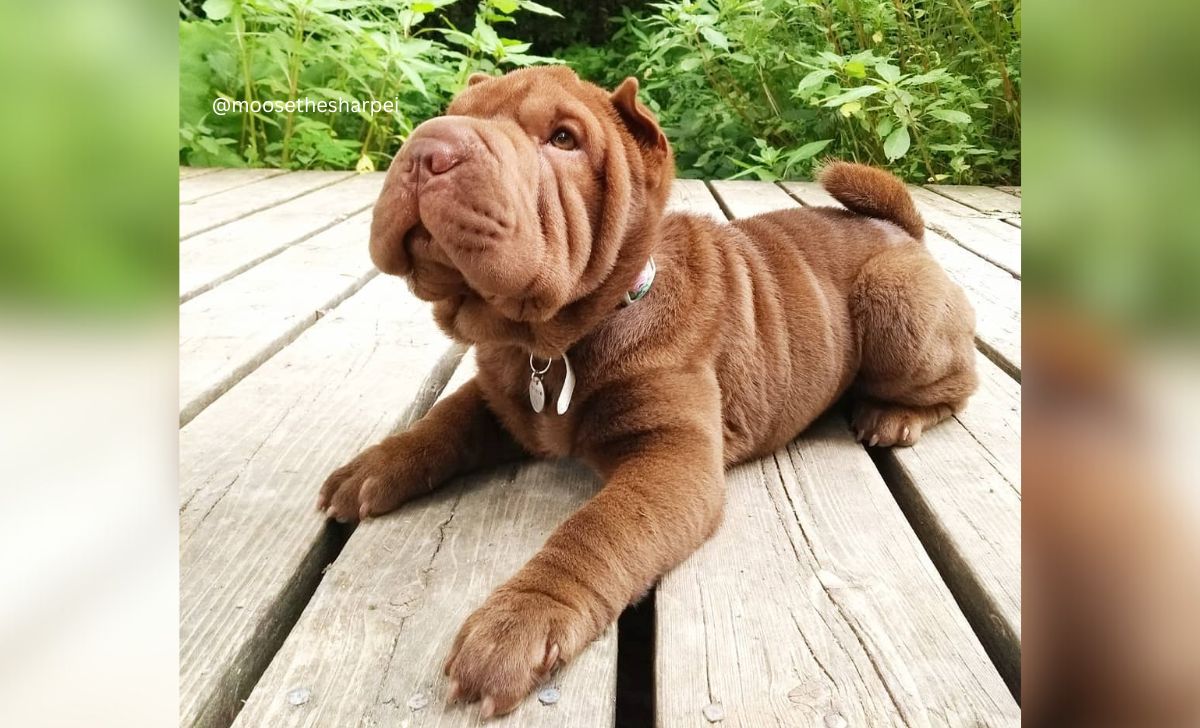 Debunking The Miniature Shar Pei Dog Breed Myth