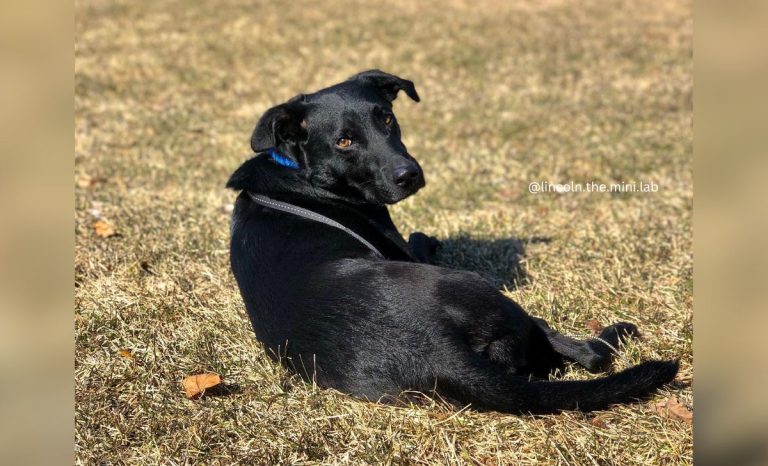 Miniature Labrador Retrievers And All The Facts About Them