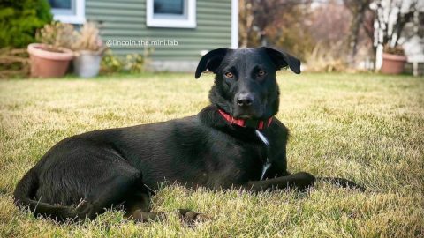 Miniature Labrador Retrievers And All The Facts About Them