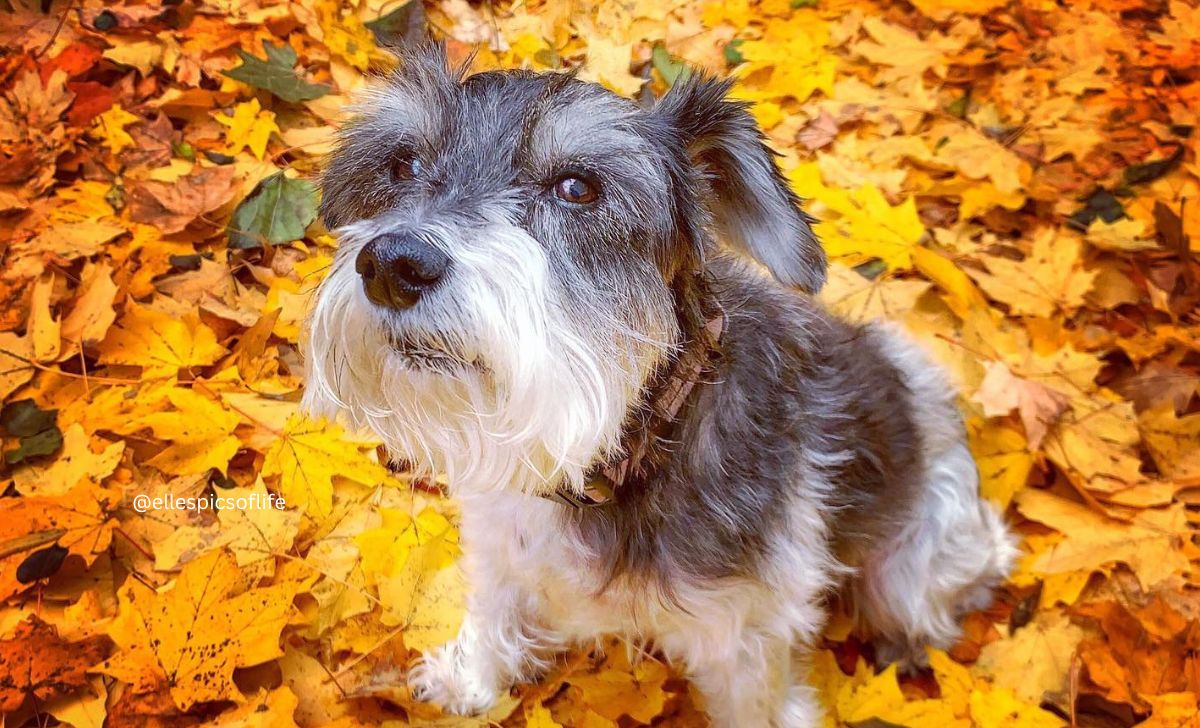 9+ Drop Dead Gorgeous Miniature Schnauzer Colors