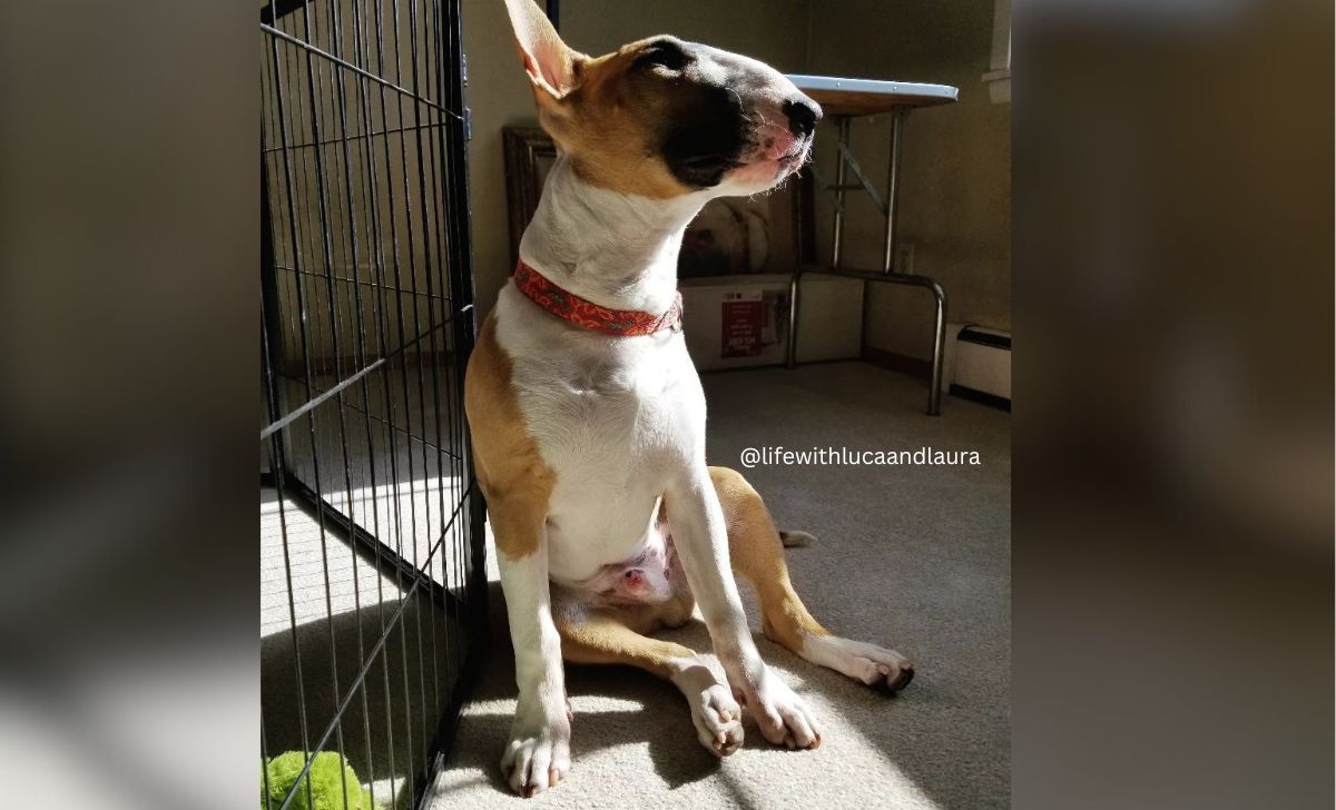 A Deep Dive Into 17 Bull Terrier Colors (With Pictures)