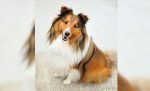 That One Shetland Sheepdog Growth Chart You Need In Your Life