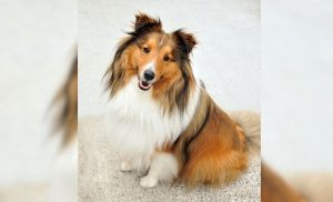 That One Shetland Sheepdog Growth Chart You Need In Your Life