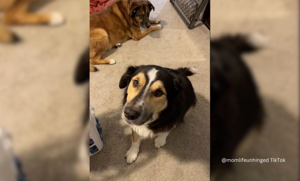 Sick Stray Dog Did Something Amazing Hoping To Get Adopted