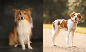 11 Shetland Sheepdog Mixes Here To Steal Your Heart