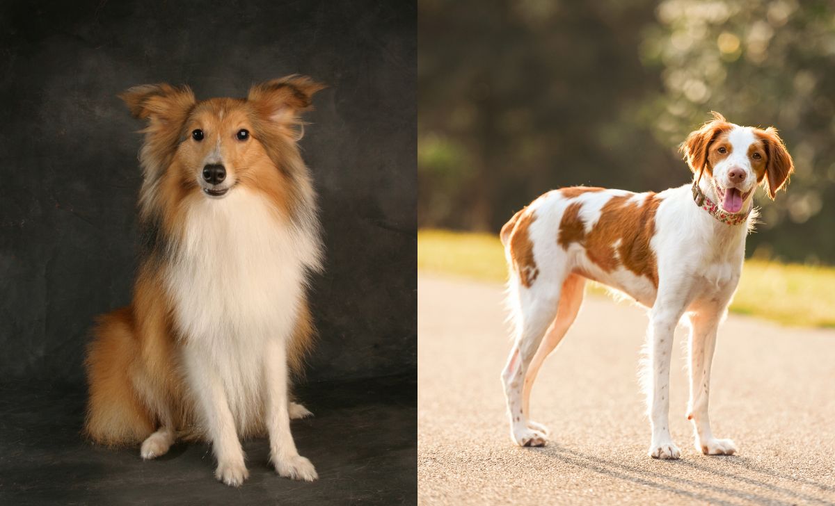11 Shetland Sheepdog Mixes Here To Steal Your Heart