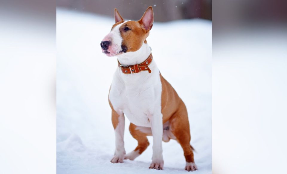 A Deep Dive Into 17 Bull Terrier Colors (With Pictures)