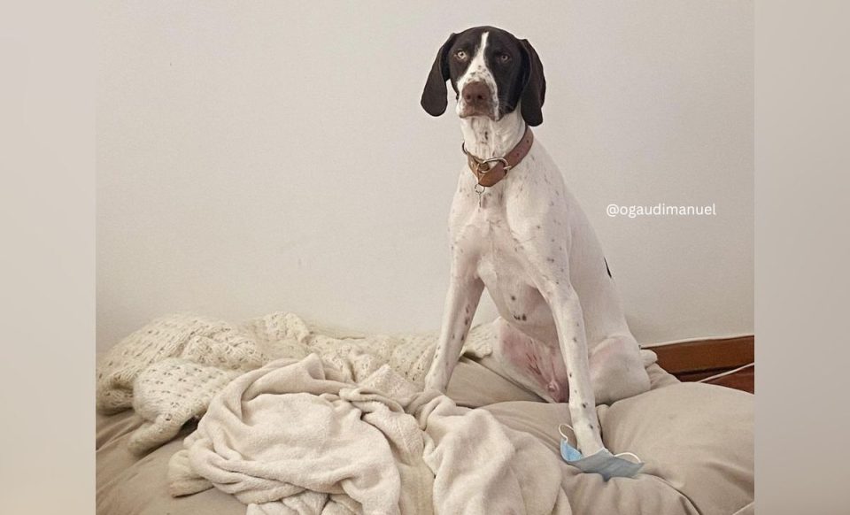 15 German Shorthaired Pointer Colors With Unique Markings