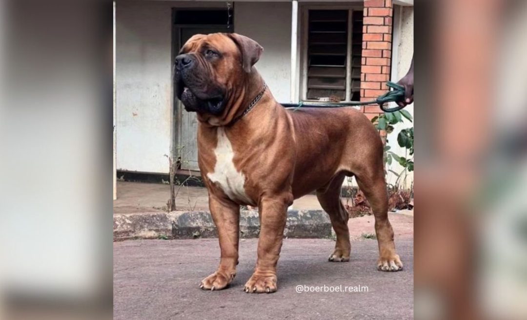 Check Out 9 Boerboel Colors And Find Your Favorite One