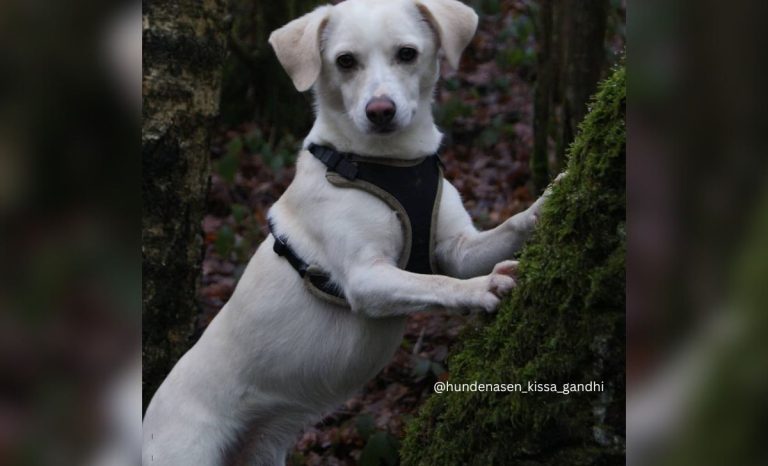 Miniature Labrador Retrievers And All The Facts About Them