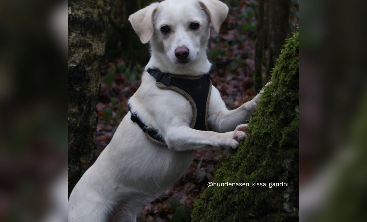 Miniature Labrador Retrievers And All The Facts About Them