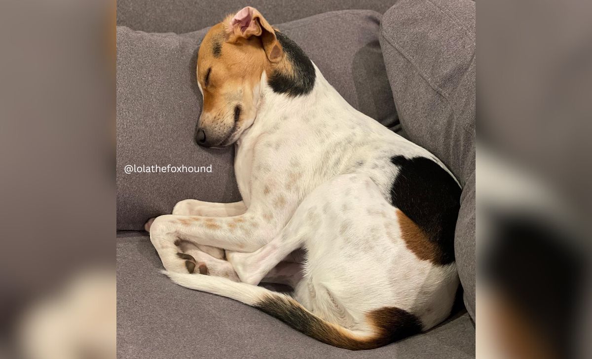 13 American Foxhound Colors To Enjoy In (With Pictures)