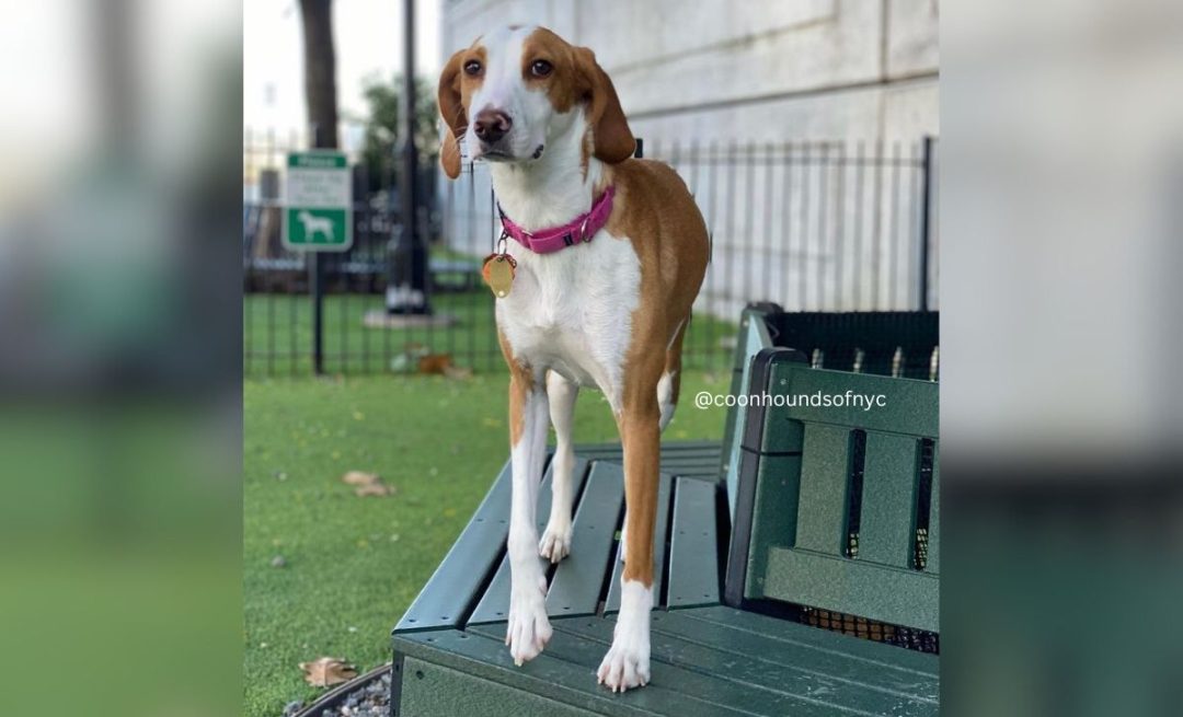 13 American Foxhound Colors To Enjoy In (With Pictures)