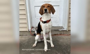 13 American Foxhound Colors To Enjoy In (With Pictures)