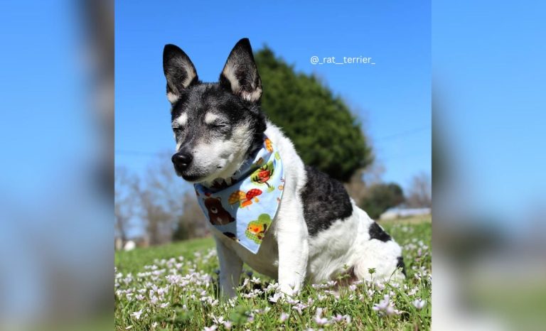 21 Rat Terrier Colors For All Small Dog Fans (With Pictures)