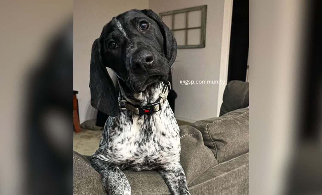 15 German Shorthaired Pointer Colors With Unique Markings