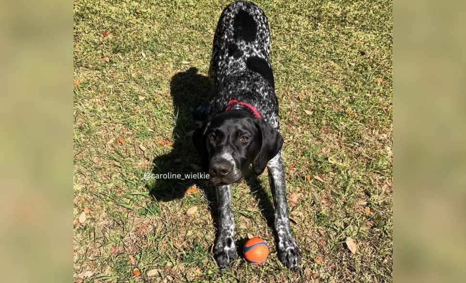 15 German Shorthaired Pointer Colors With Unique Markings