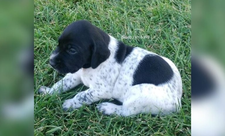 15 German Shorthaired Pointer Colors With Unique Markings