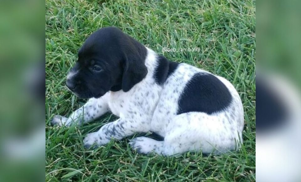 15 German Shorthaired Pointer Colors With Unique Markings