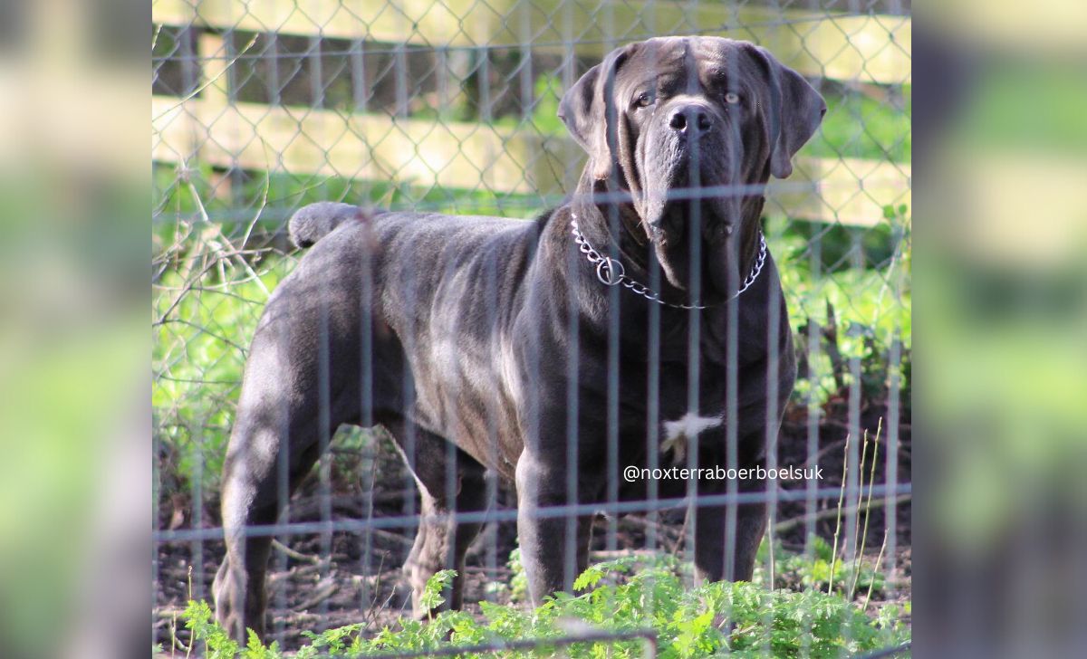 Check Out 9 Boerboel Colors And Find Your Favorite One