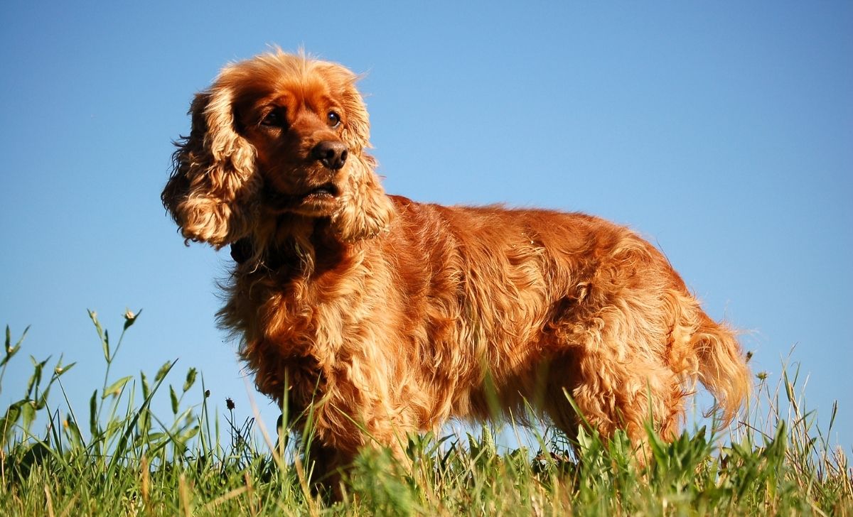 3 Best And Most Trusted Cocker Spaniel Breeders Ohio Has