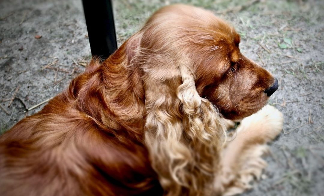 9 Reasons Why Does My Cocker Spaniel Smell And Helpful Tips
