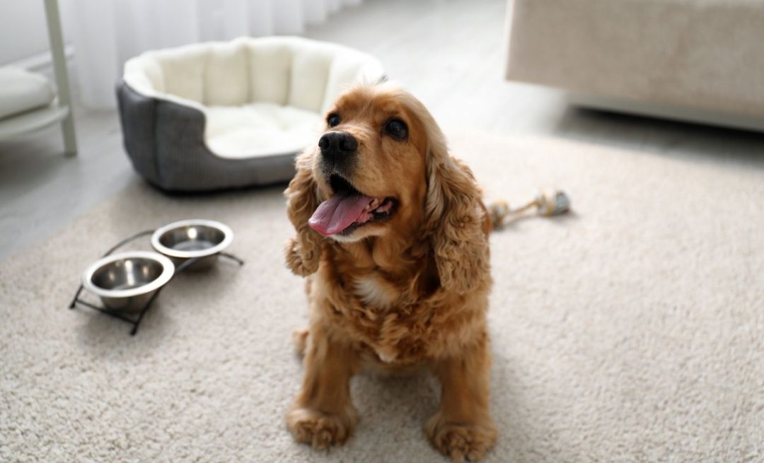 7 Reasons Why Is My Cocker Spaniel Shaking And How To Help