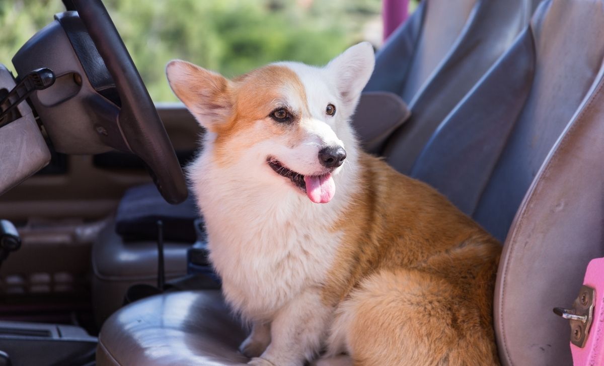 Your Go-To Corgi Feeding Chart