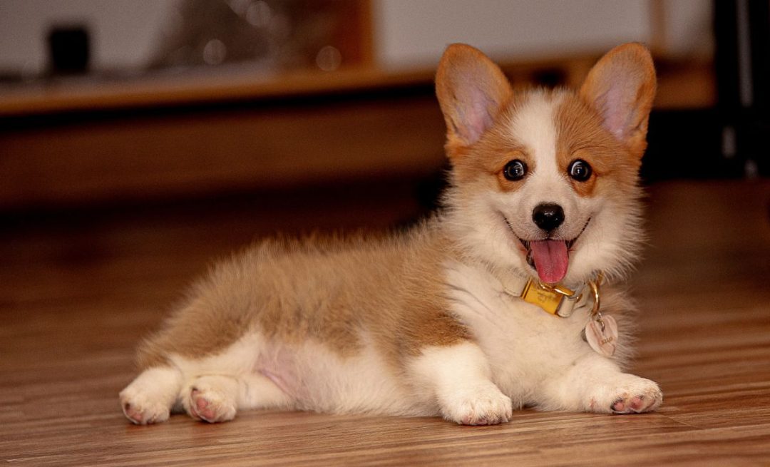 Your Go-To Corgi Feeding Chart