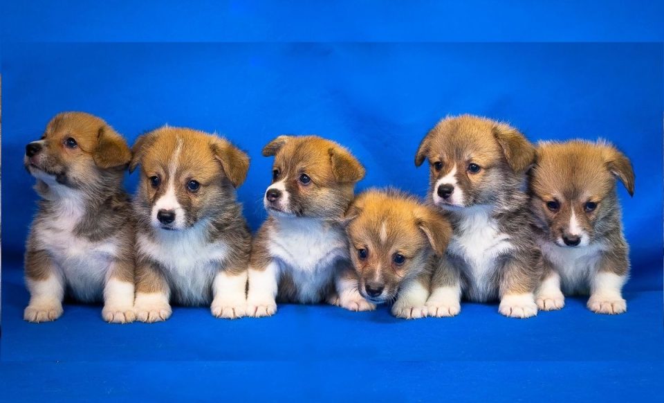 Your Go-To Corgi Feeding Chart